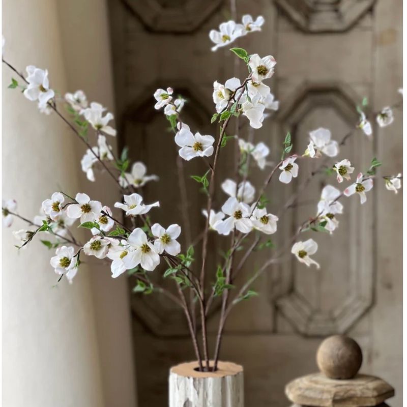 Lan 36" Pedigree Dogwood | Creamy