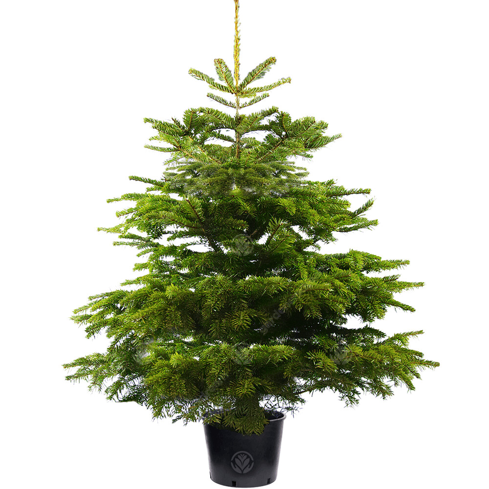 Rent a Potted Christmas Tree