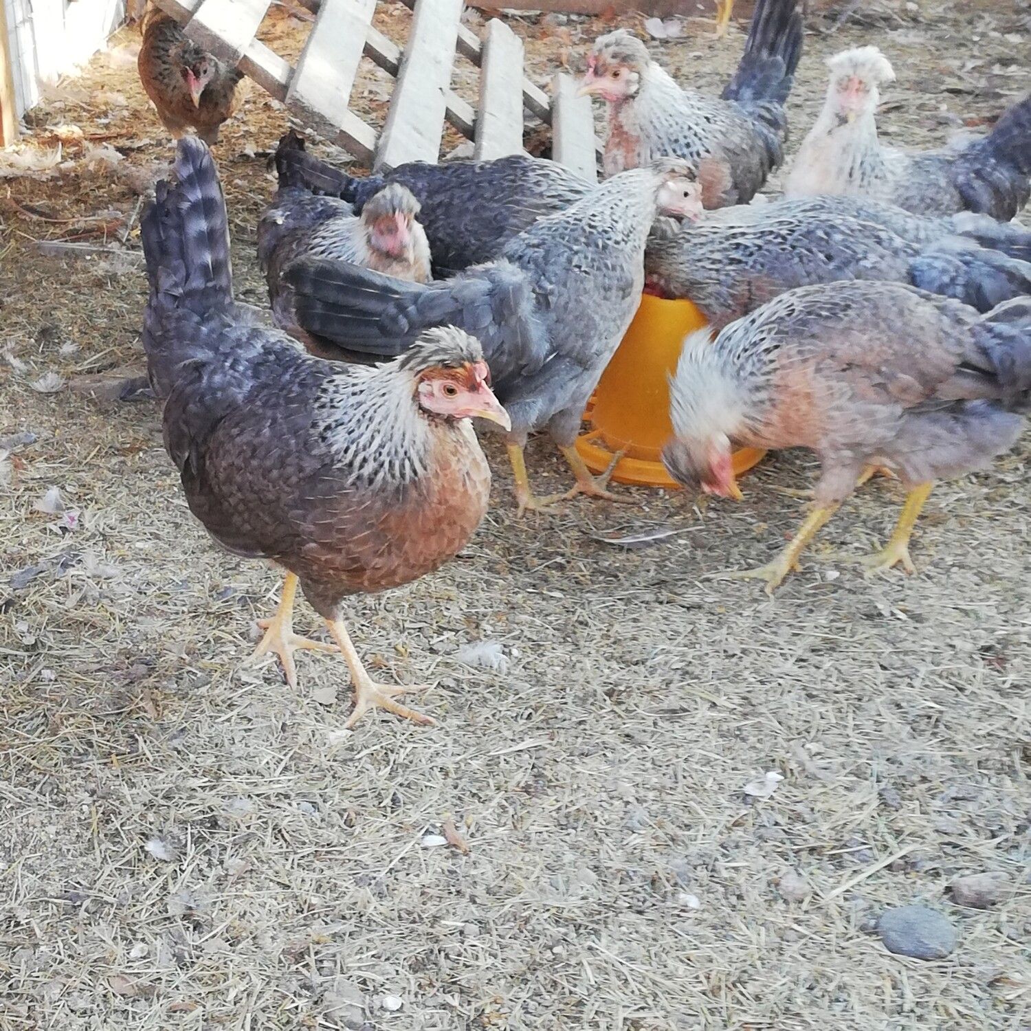 Legbar Crema, gallina ovaiola vivace che depone uova azzurre