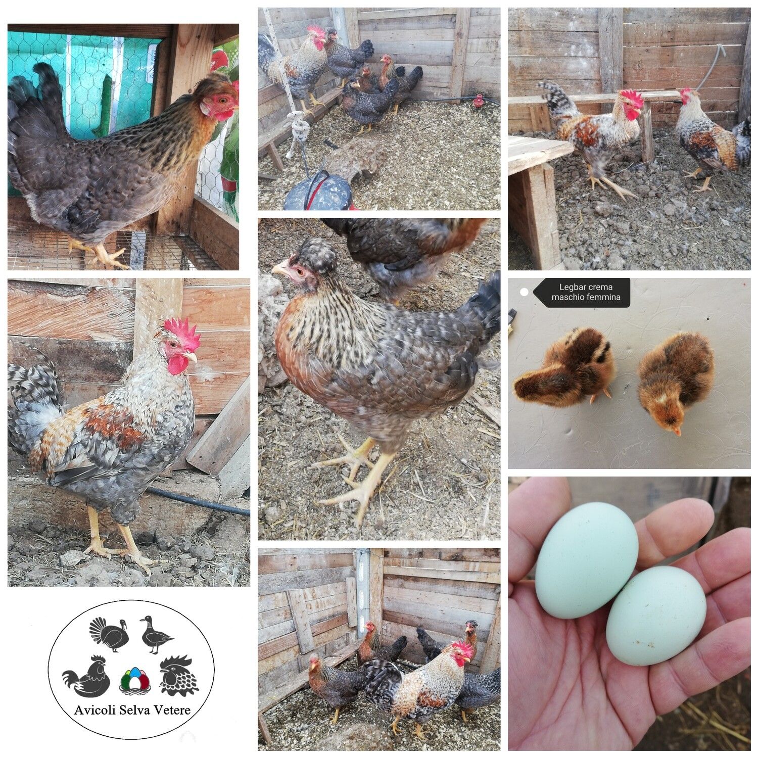 Legbar Golden, gallina ovaiola vivace che depone uova azzurre