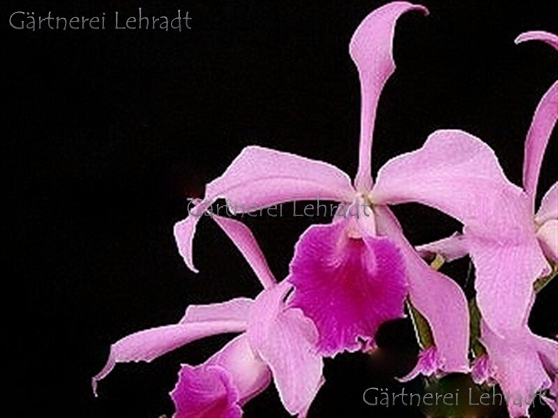 Cattleya silvana