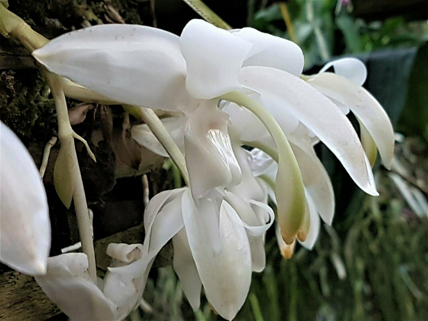Stanhopea connata