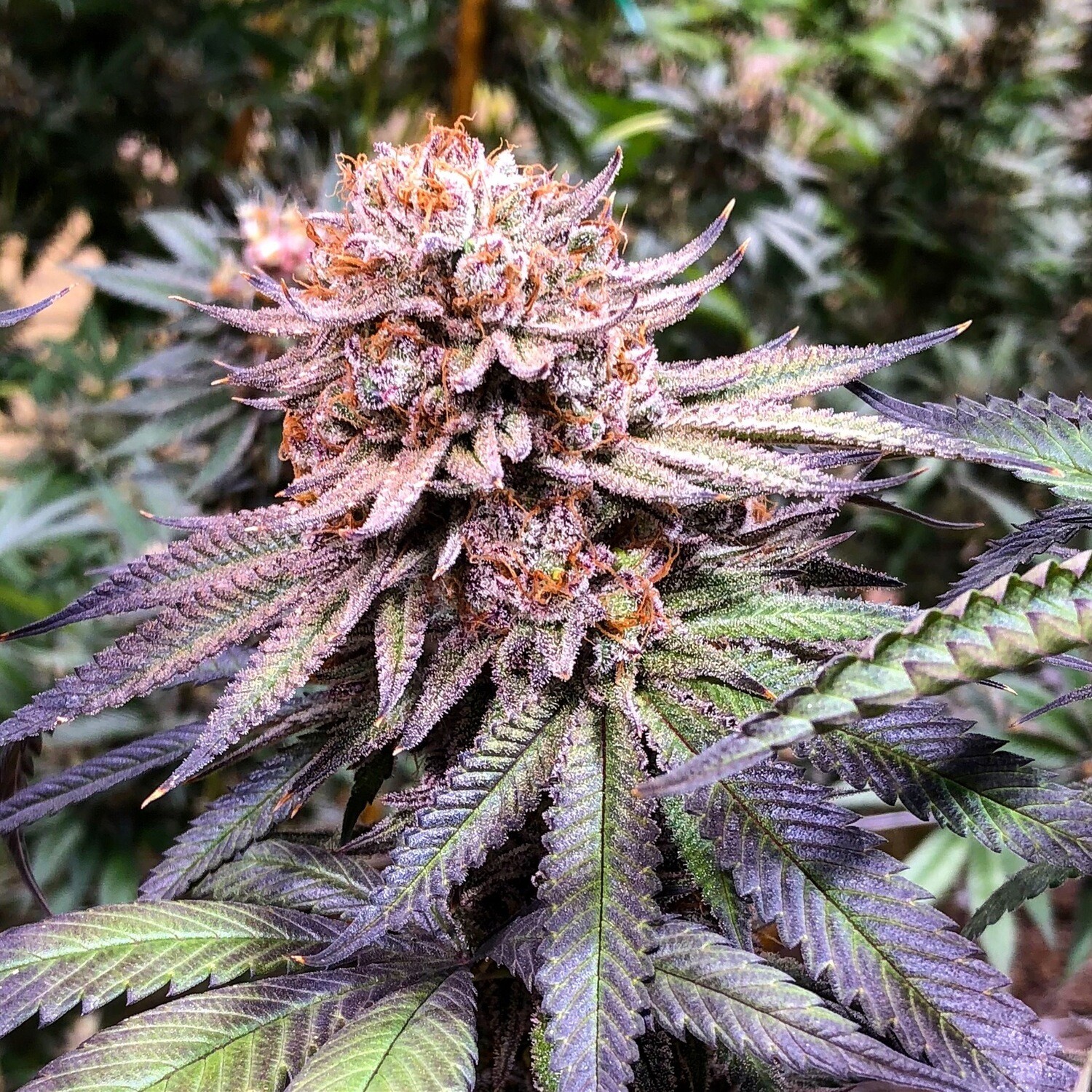 Guava Dawg X Kush Mints Qty 5 Regulars Guava Dawg X Kush Mints Qty 5 Regulars