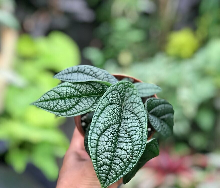 Piper parmatum