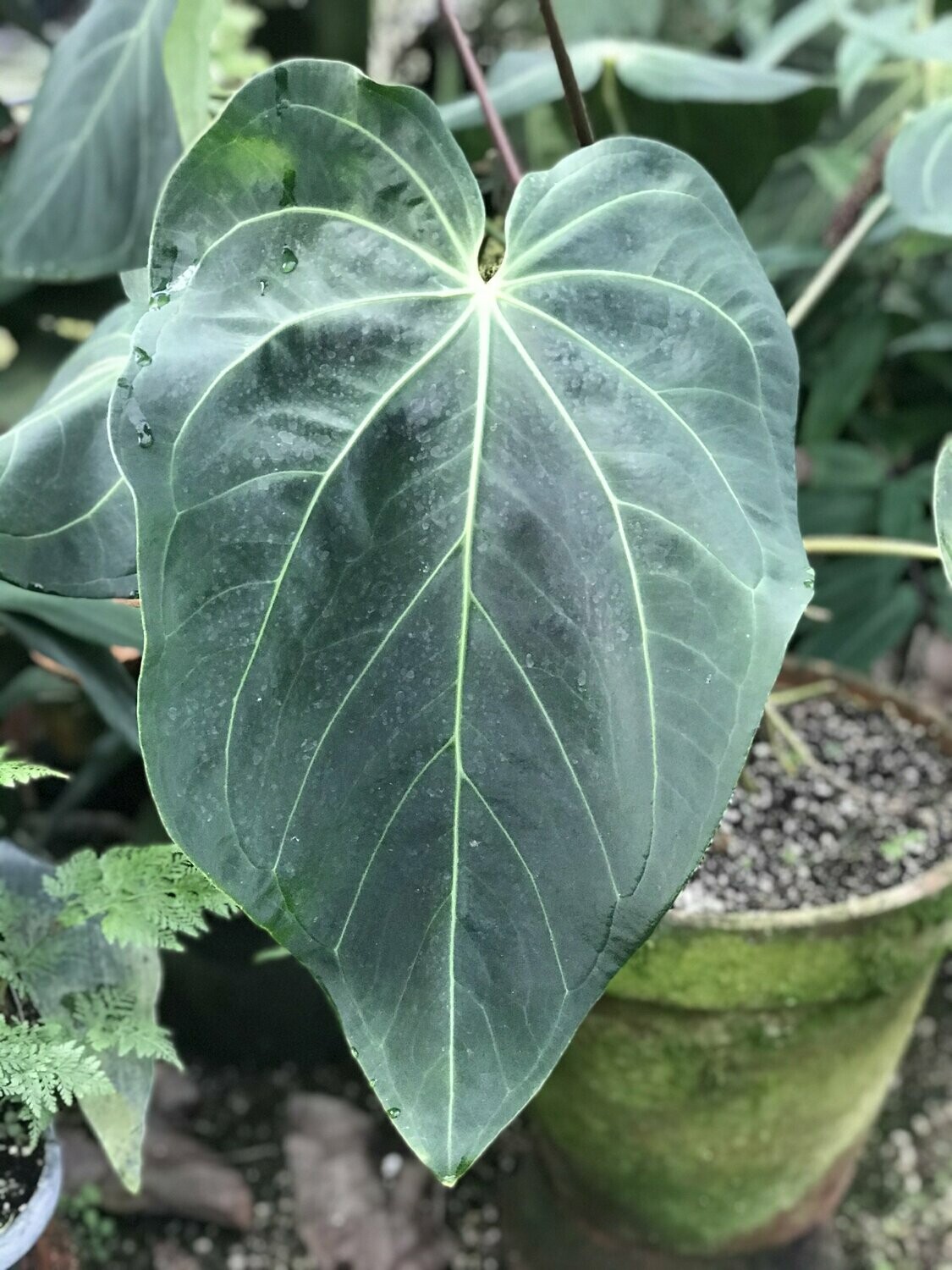 Anthurium TIM ANDERSON Hybrid 'Long Leaf' 6"