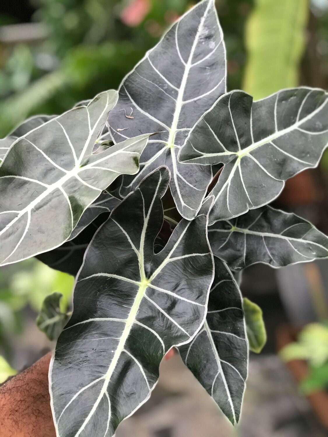 Alocasia 'Dragon's Tooth'