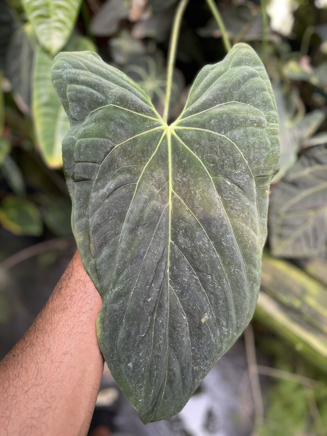 Anthurium papillilaminum