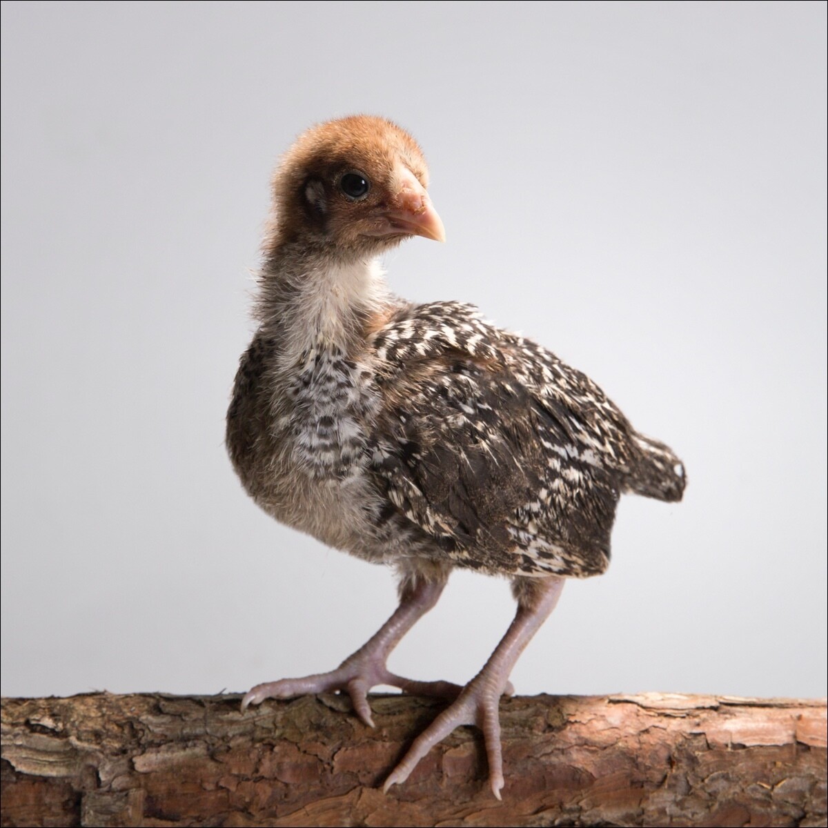 Silver Deathlayer Chicken