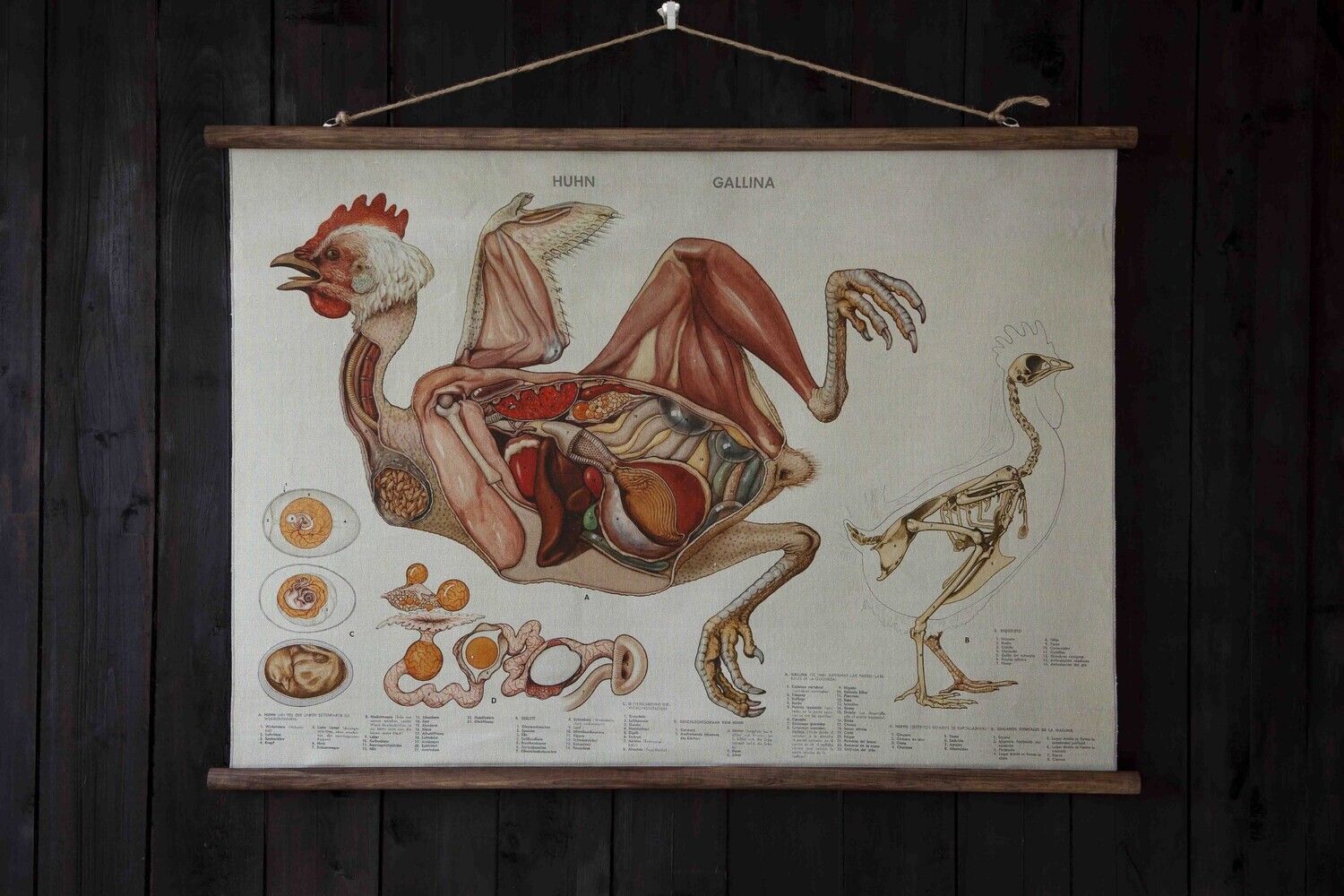 Anatomie
