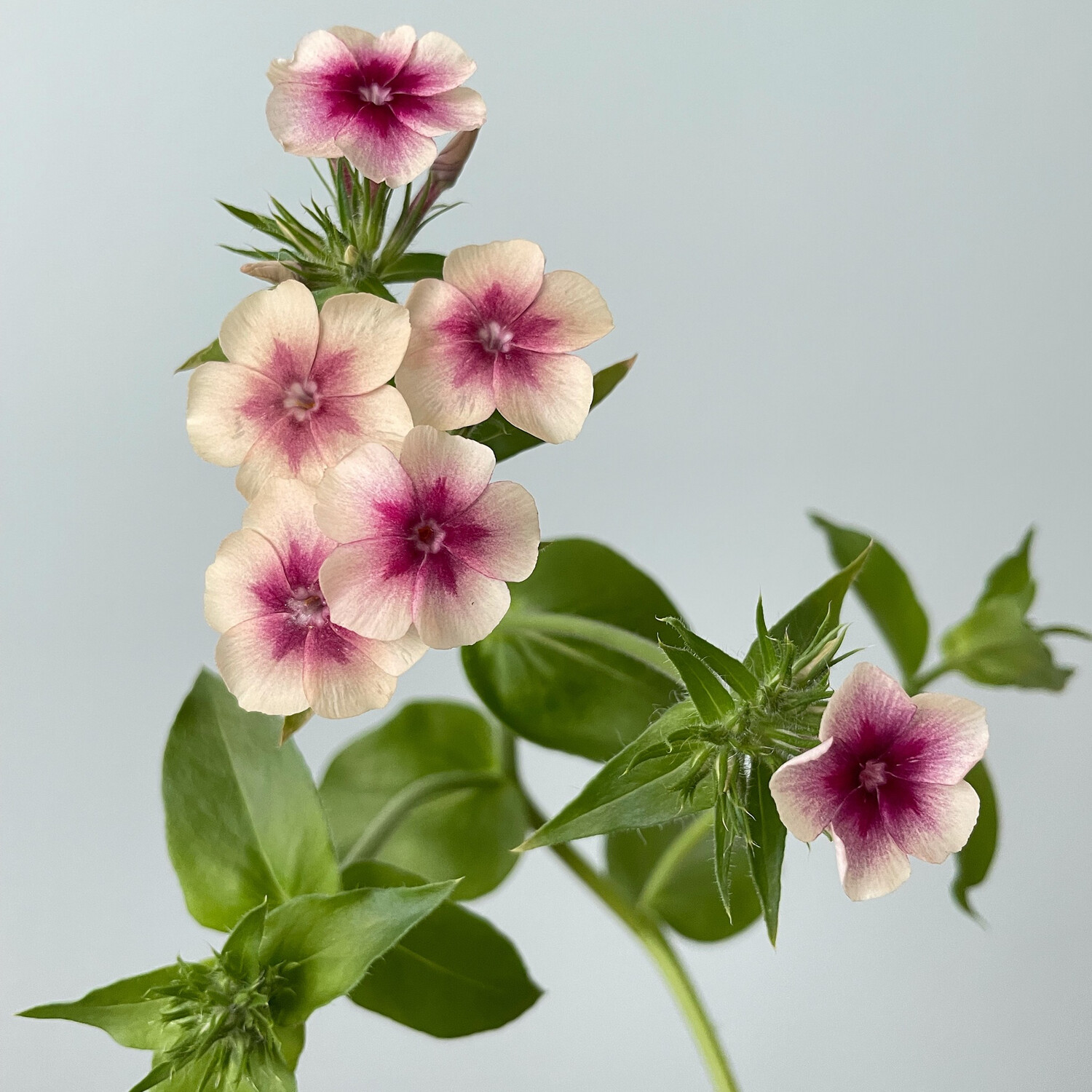 Cherry Caramel Phlox Seed – Store