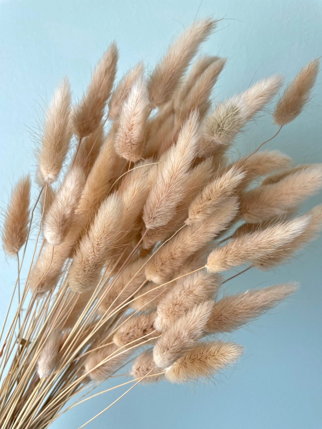 Lagurus Grass Seeds (Lagurus ovatus) | Bunny Tails for Dried ...