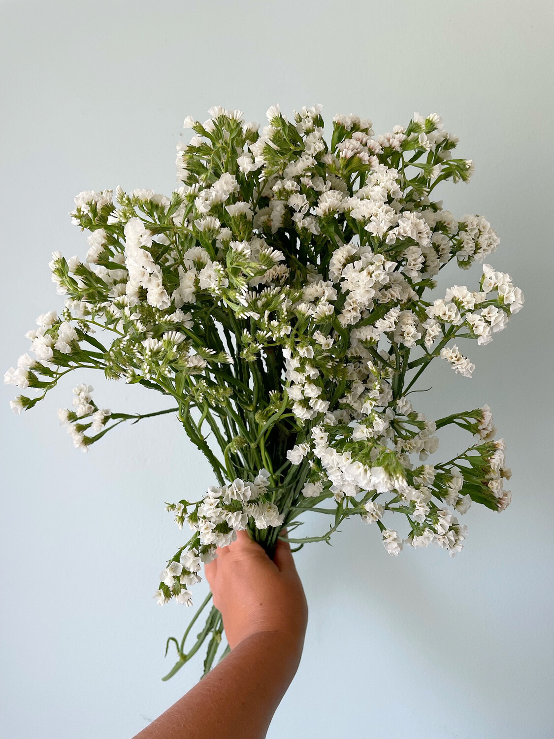 White Limonium Flower