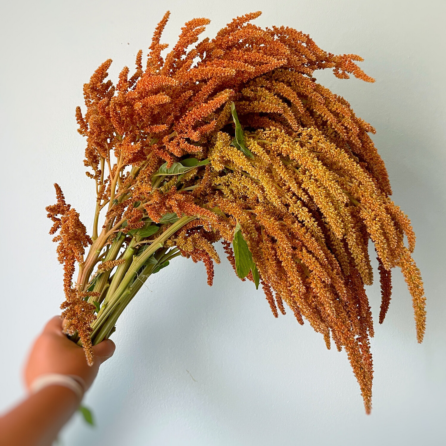 Hot Biscuits Amaranth Seeds (Amaranthus cruentus) | Warm-Toned Filler ...