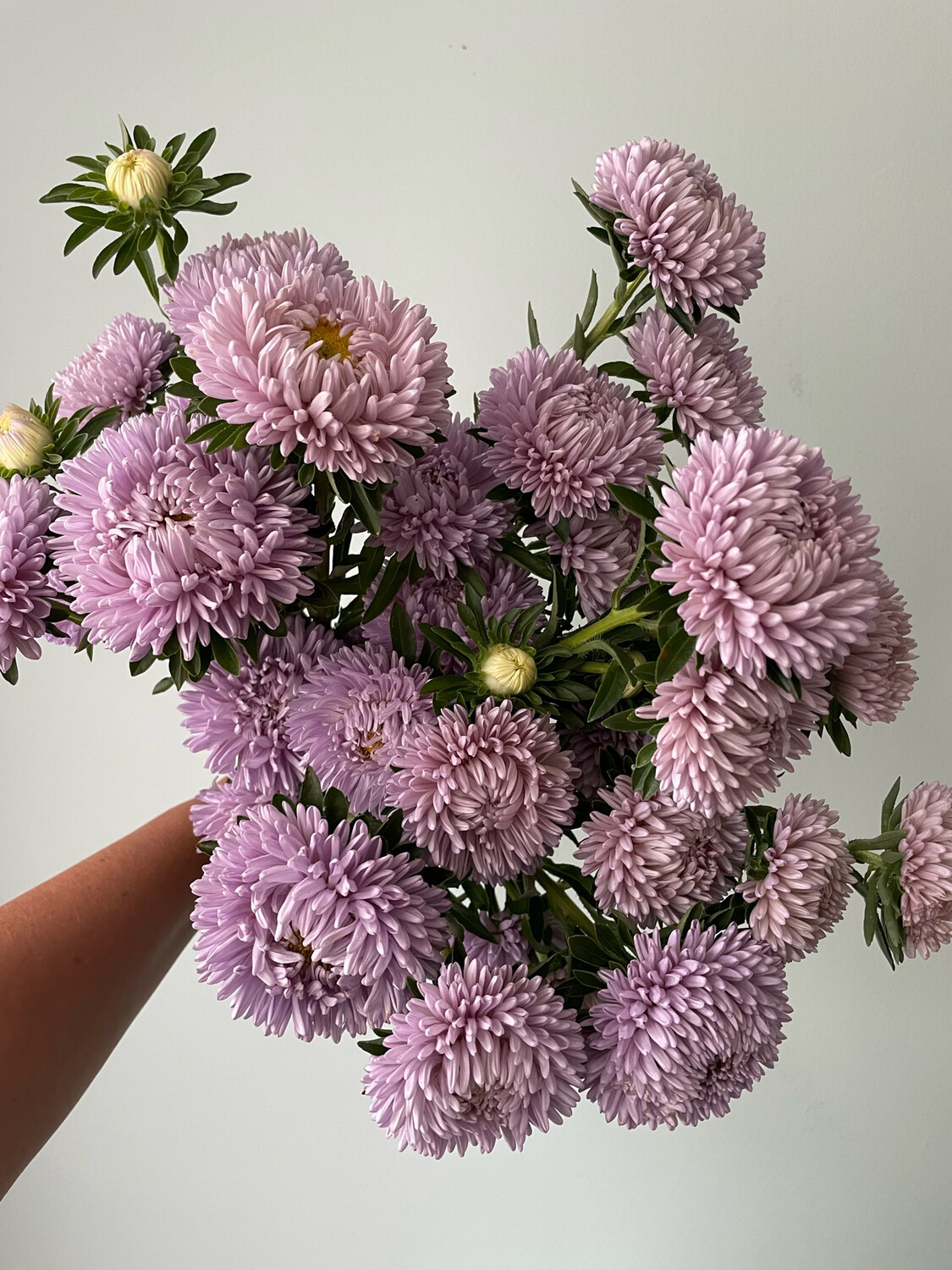 Aster Seeds (Callistephus chinensis) | Late Season Color for Cutting ...