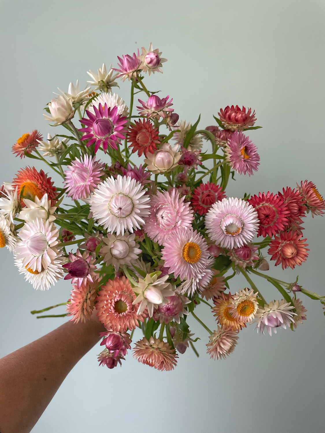 Strawflower Seeds (Xerochrysum bracteatum) for Drying & Cutting – Store ...