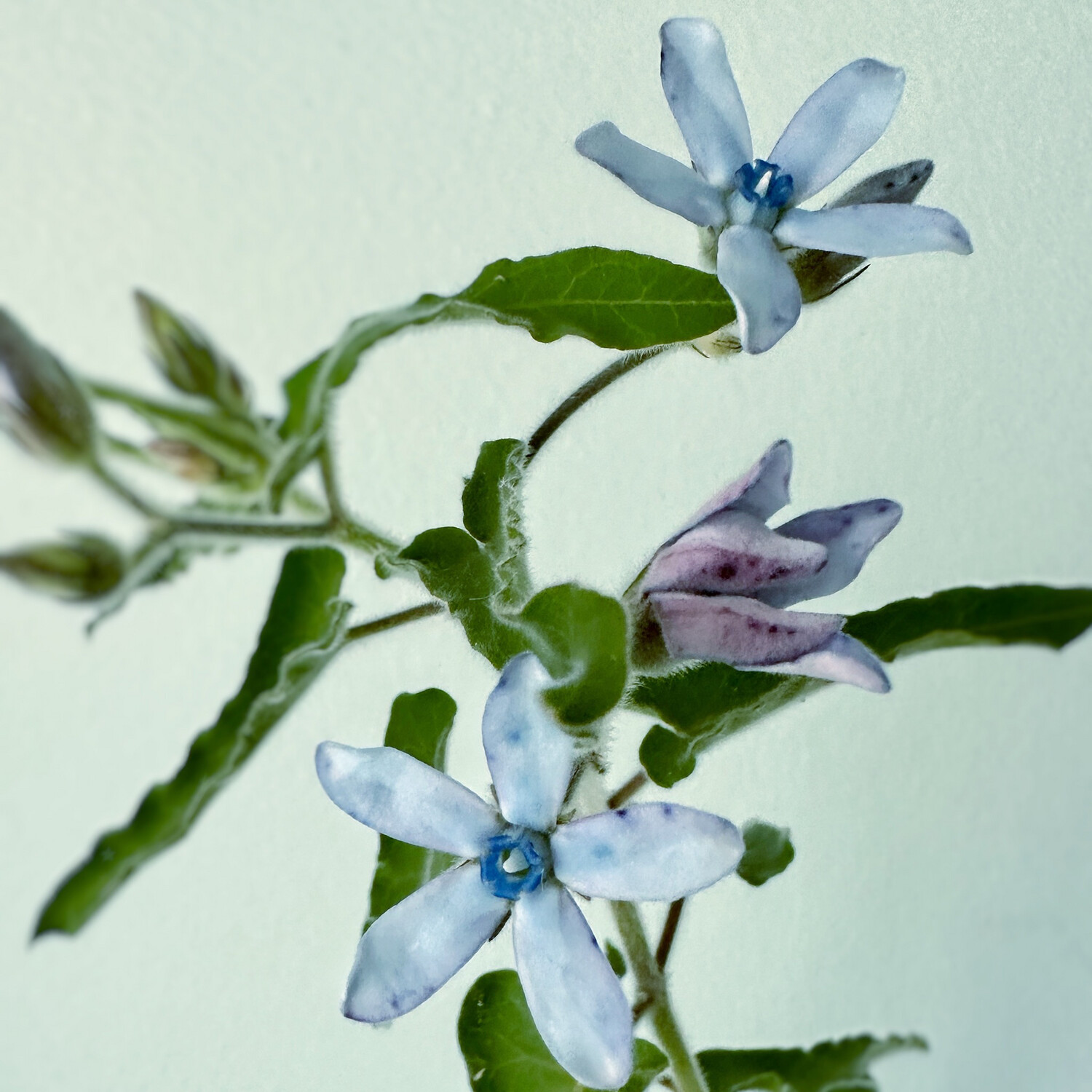 Tweedia Seeds (Oxypetalum caeruleum) | Soft Blue Blooms for Bouquets ...