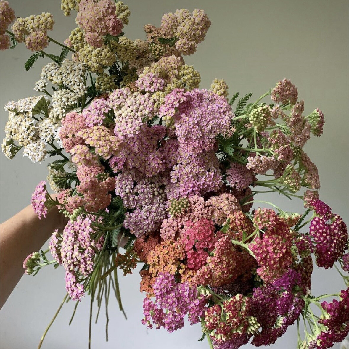 Summer Pastels Yarrow Seeds (Achillea millefolium) | Pollinator ...