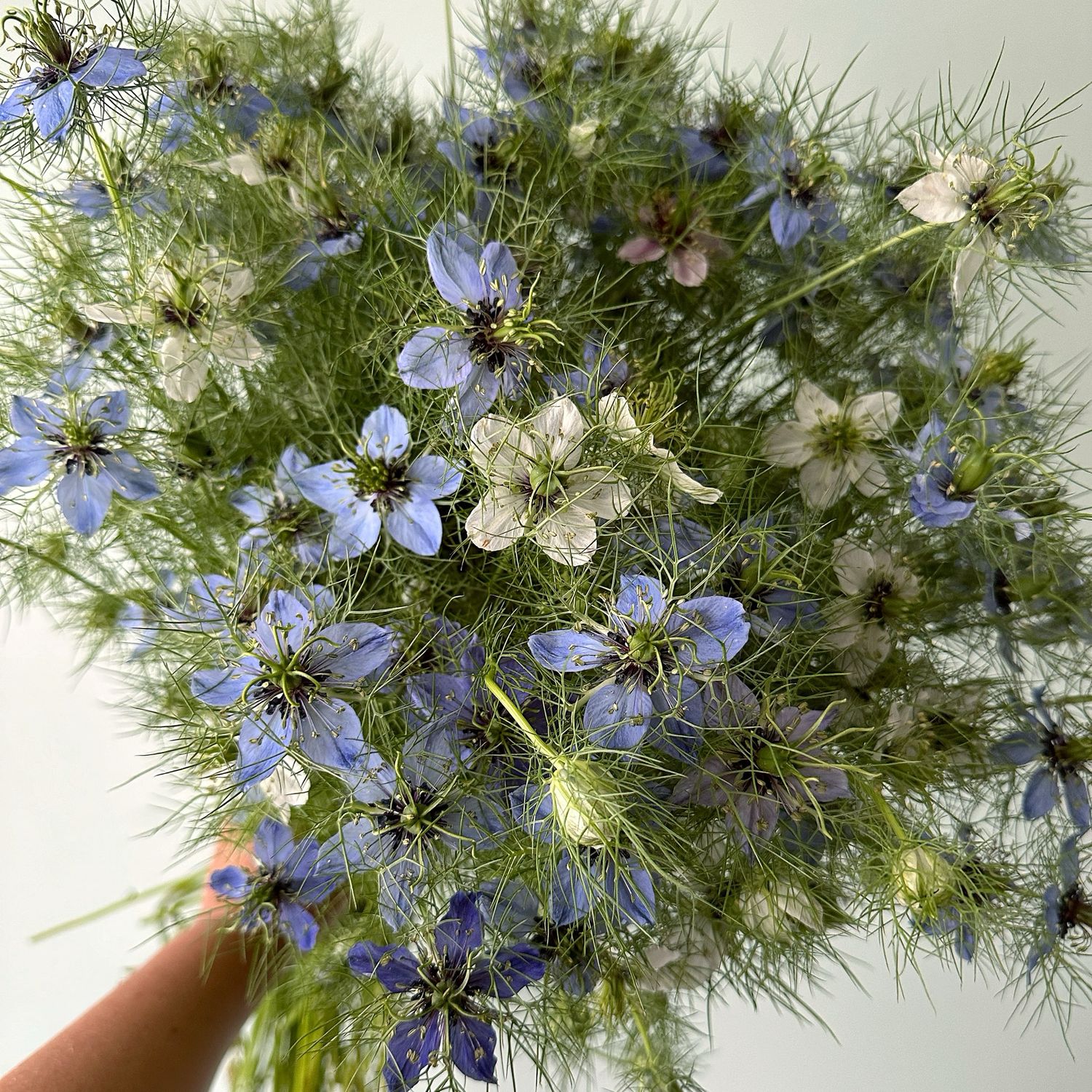 Nigella Seeds (Nigella damascena) | Love-in-a-Mist for Bouquets ...