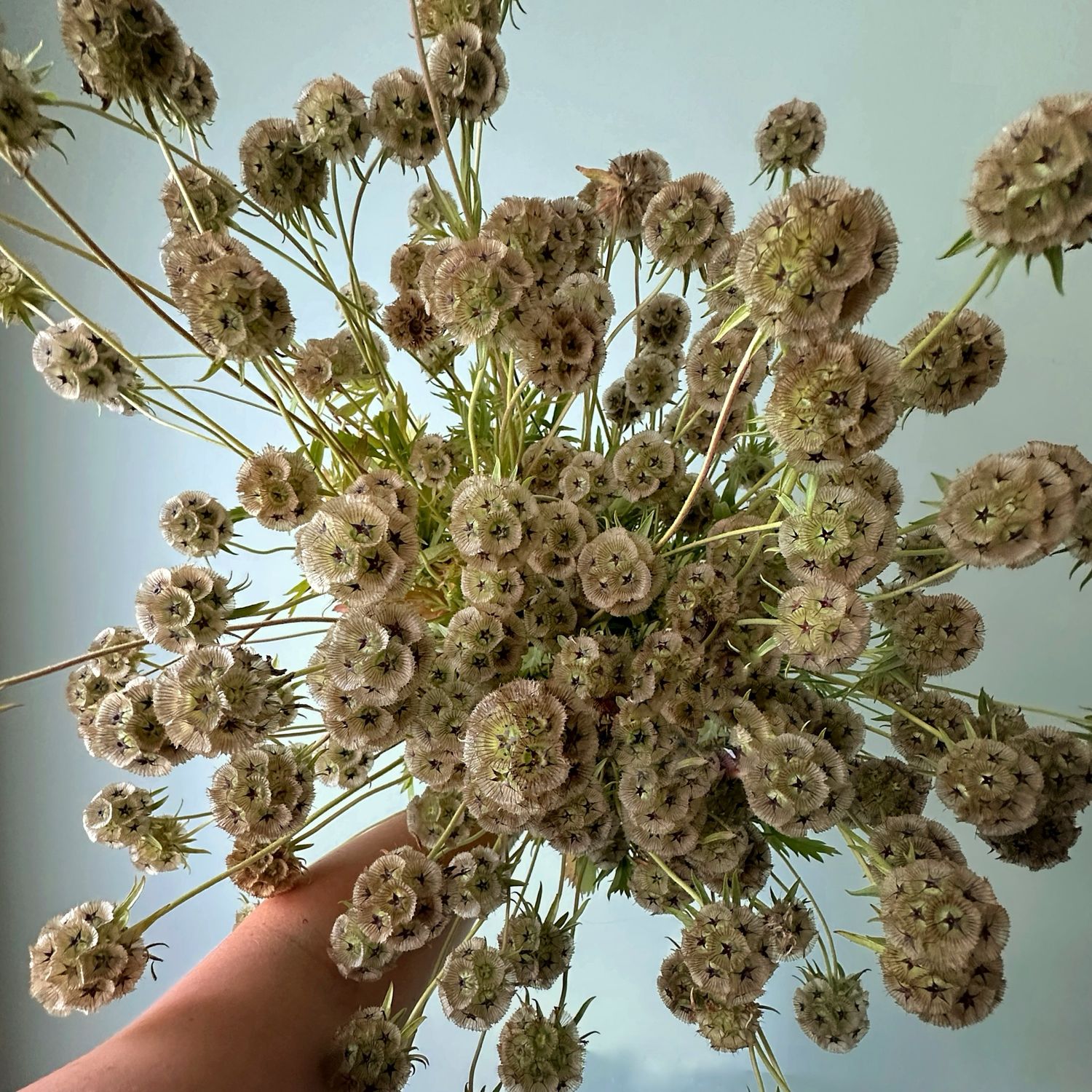 Starflower Scabiosa Seeds (Scabiosa stellata) | Pods for Drying ...