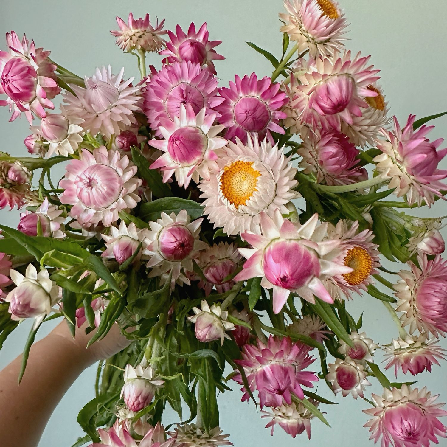 Silvery Rose Strawflower Seeds (Xerochrysum bracteatum) | Dried Flower ...
