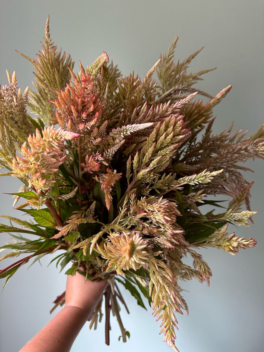 Plume Celosia Seeds (Celosia plumosa) | Feathery Blooms for Bouquets ...
