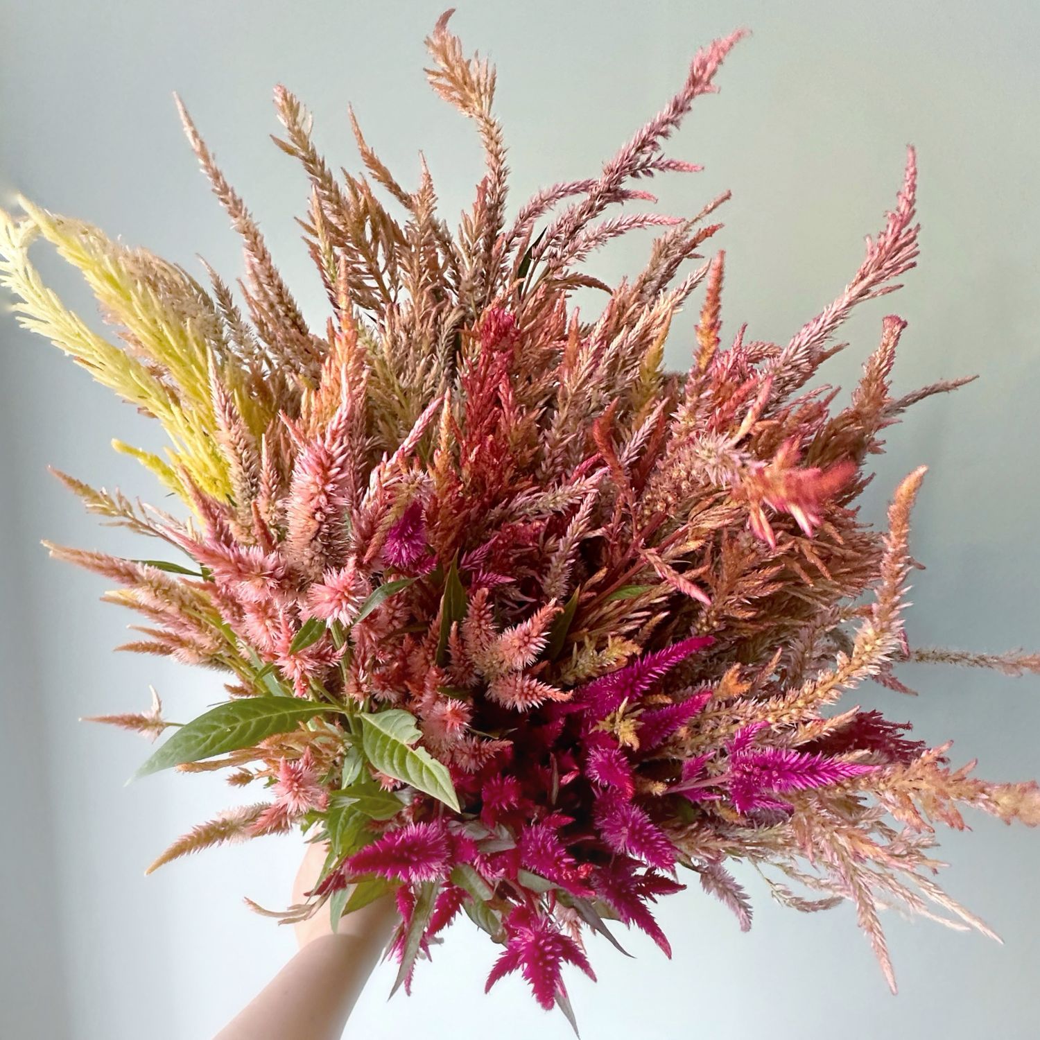 Celosia Seeds – Plume, Crested & Spiked Varieties for Bold Bouquets ...