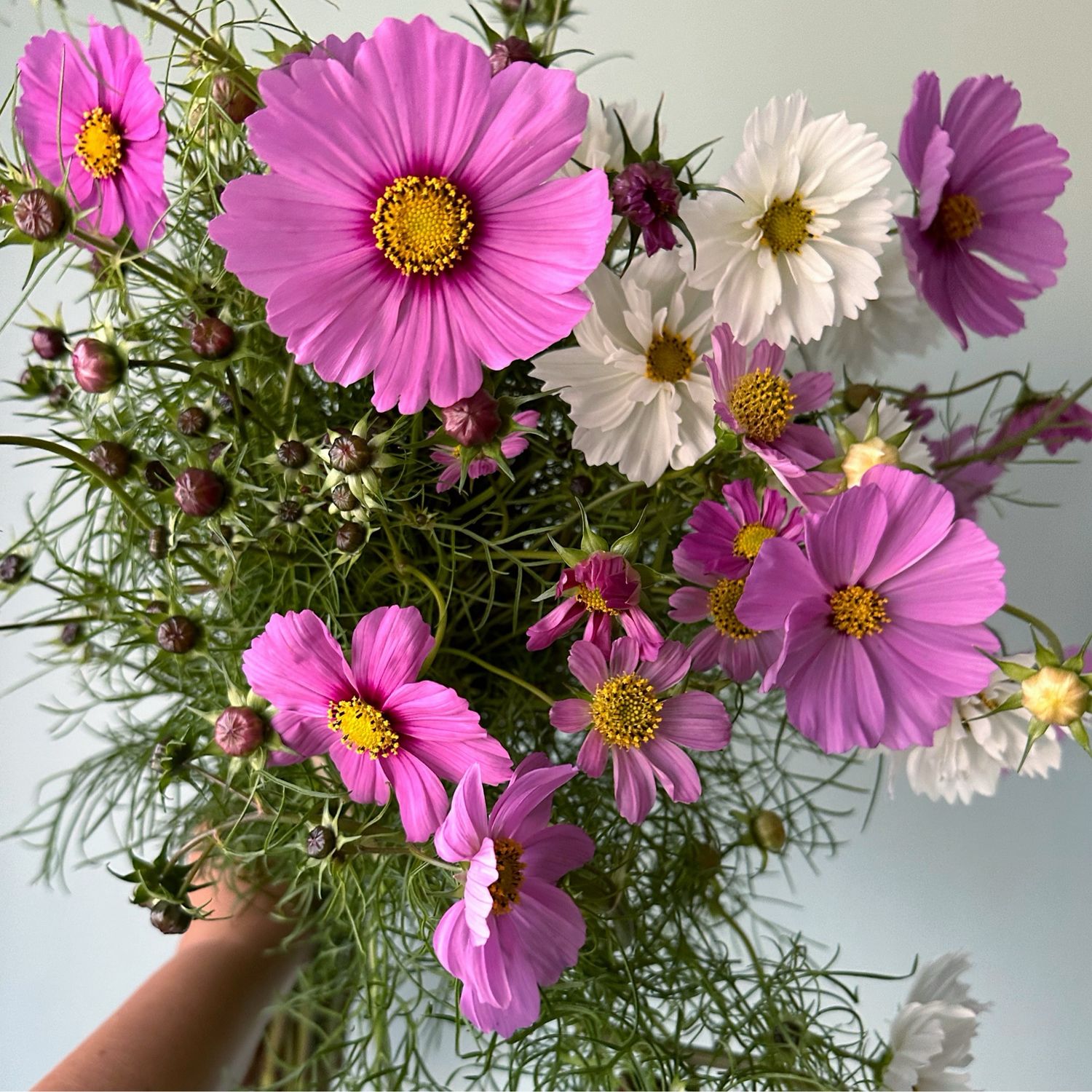 Cosmo “Petal & Twig” Seed Mix (Cosmos bipinnatus) – Store – Petal ...