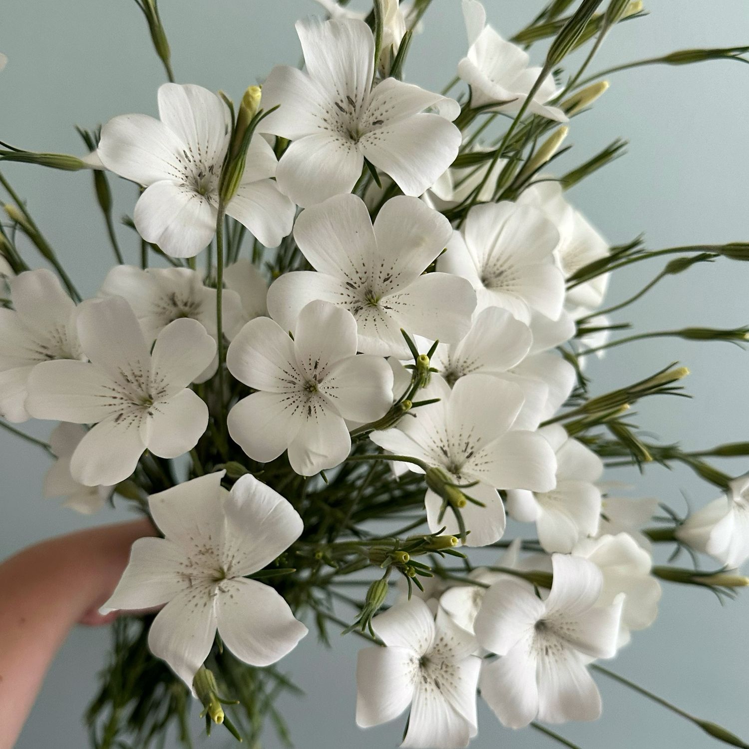 Agrostemma Seeds (Agrostemma githago) | Graceful Blooms for Cottage ...