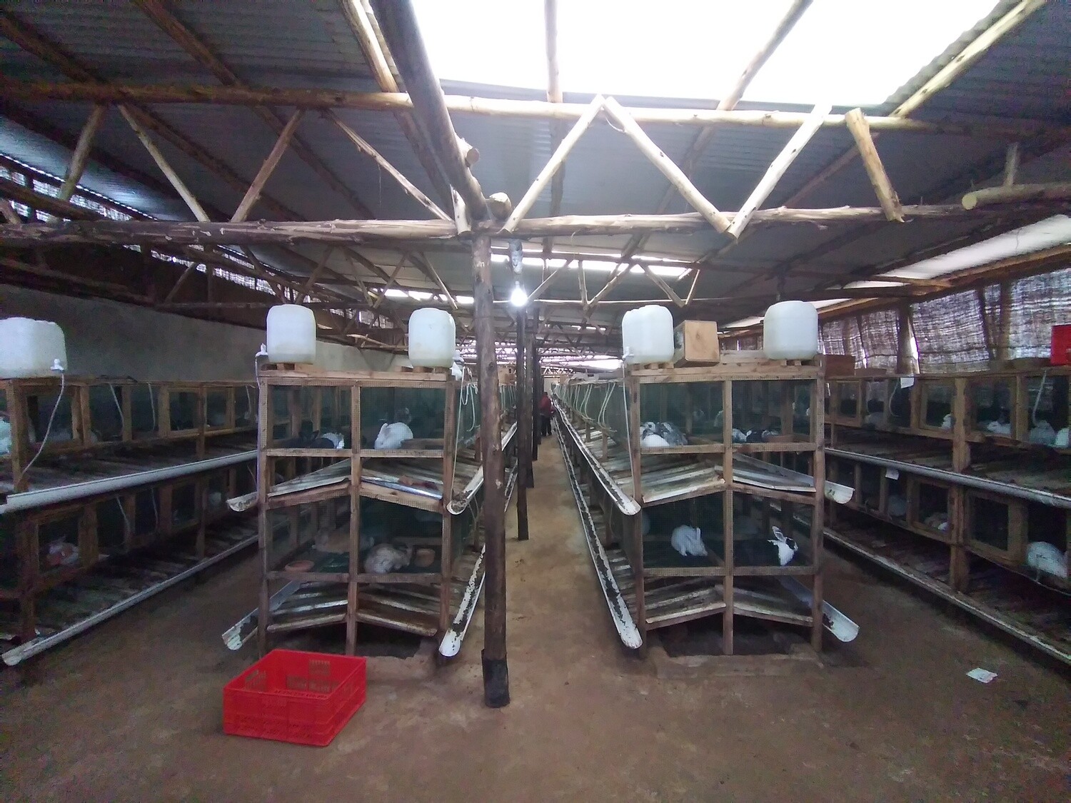 Advanced Rabbit cages