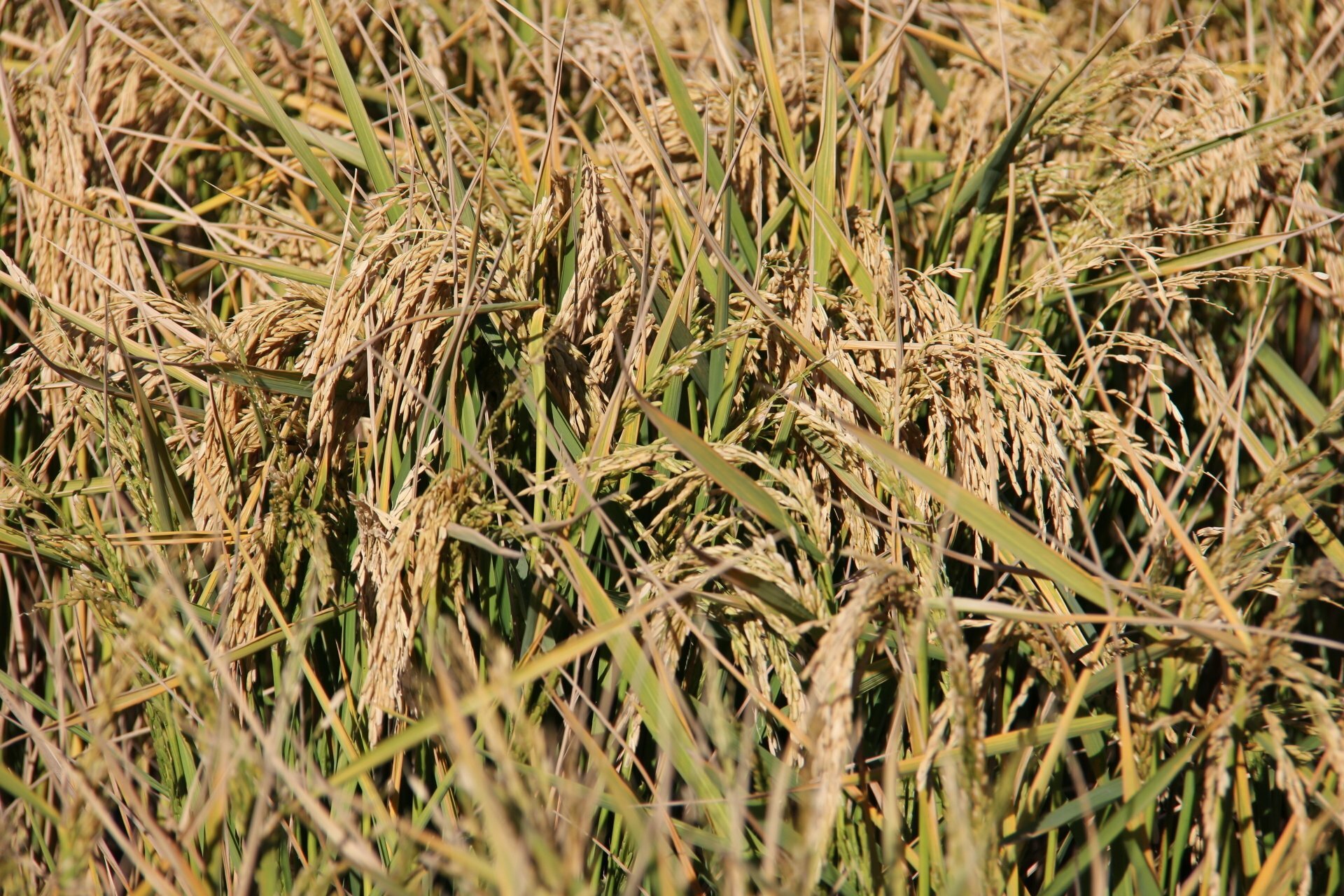 Pacific Flyway -- California Jasmine Rice