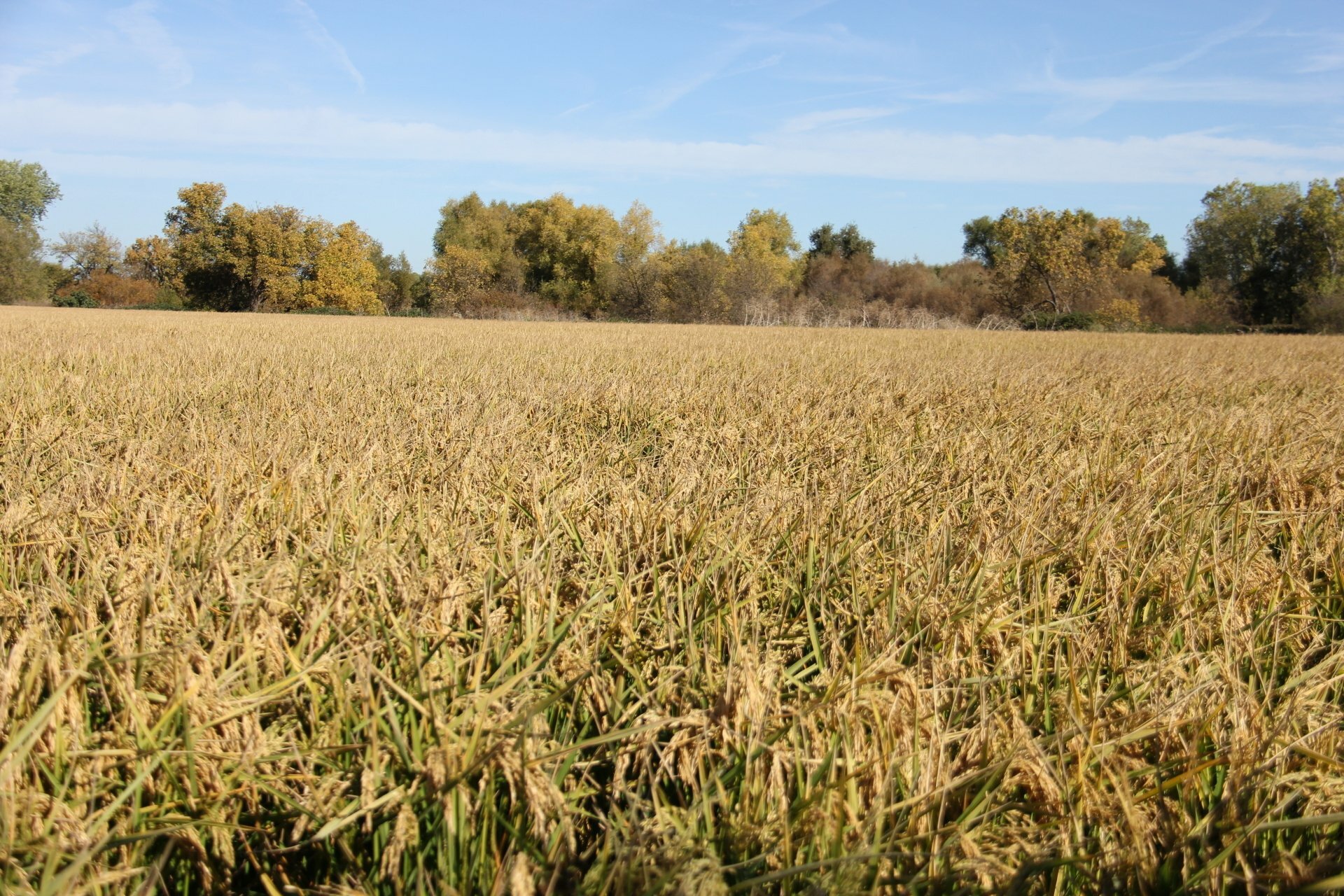 Pacific Flyway -- California Jasmine Rice