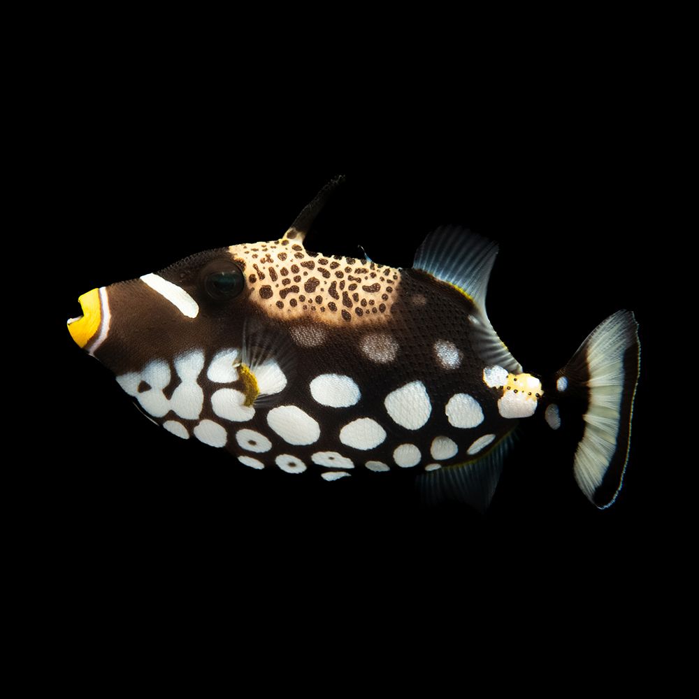 Triggerfish