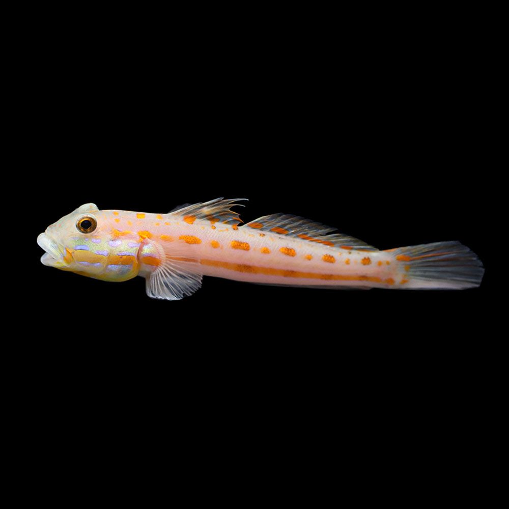 Goby