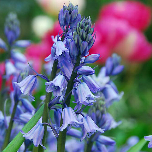 Blue Spanish Bluebells
