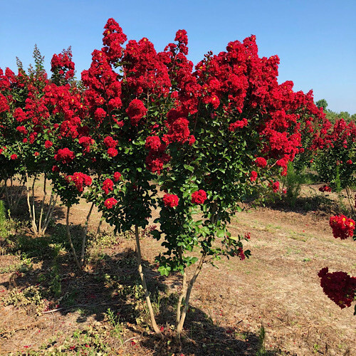 Crepe Myrtle 'Miss Francis'