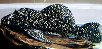 Welcome to Jason's Plecos & Cichlids LLC