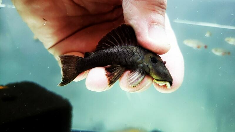 Murinus Pleco - (Spectracanthicus murinus)