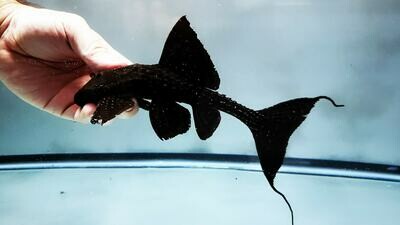 Welcome to Jason's Plecos & Cichlids LLC