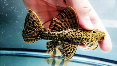 Welcome to Jason's Plecos & Cichlids LLC