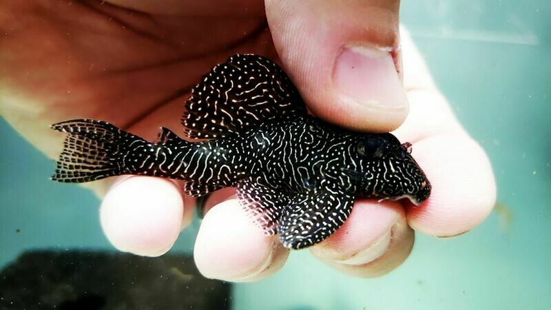 L262 Fine Dotted Pleco x L260 Queen Arabesque Pleco Hybrid