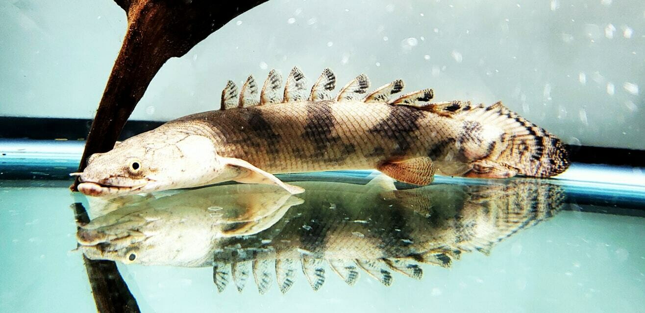 Polypterus endlicheri endlicheri (Endli Bichir)
