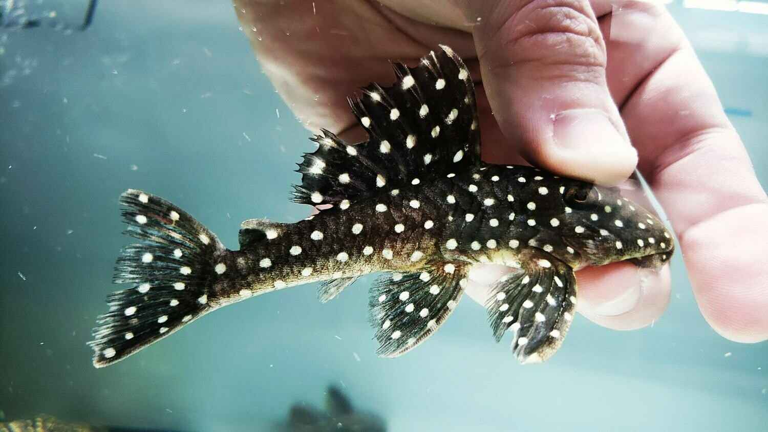Baryancistrus sp. L142 (Snowball/Big White Spot Pleco)