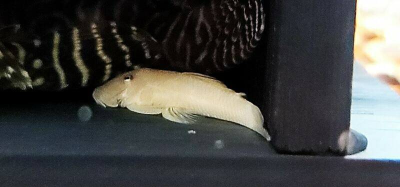 L187 Blonde Rubbernose Pleco For Sale Online