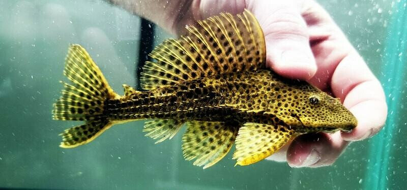 Ranger Pleco - (Pterygoplichthys weberi)