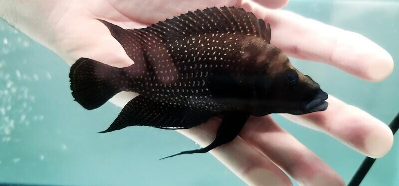 Ink Fin Calvus - (Altolamprologus calvus)