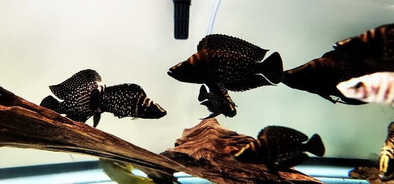 Ink Fin Calvus - (Altolamprologus calvus)