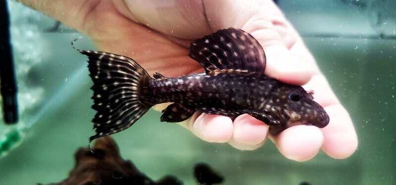Serratus Pleco For Sale Online