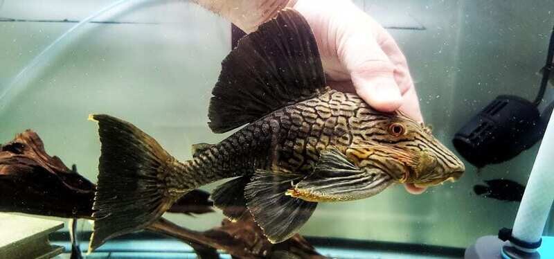L190 Royal Pleco For Sale Online (Panaque nigrolineatus)