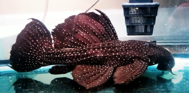 Serratus Pleco For Sale Online