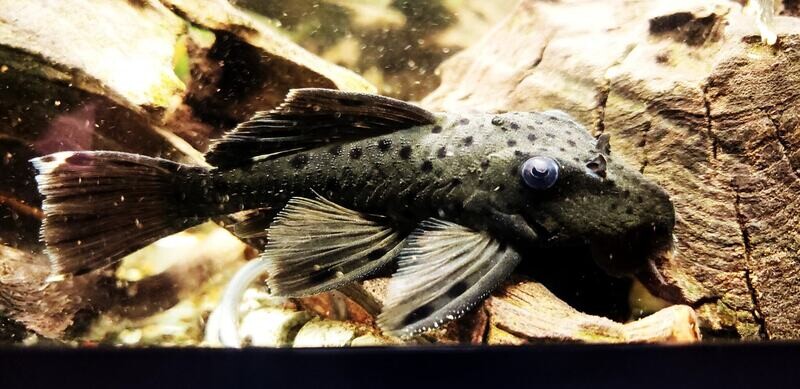 L263 Sultana Pleco For Sale Online (Leporacanthicus sp.)
